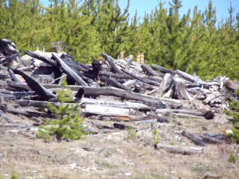 2009 Gopher Hunt CCI Stinger - YouTube