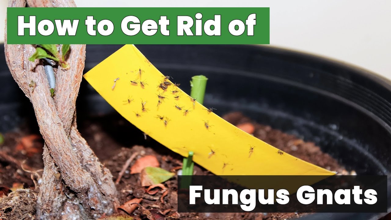 How to Get Rid of Fungus Gnats.Are you struggling with a pesky fungus ...