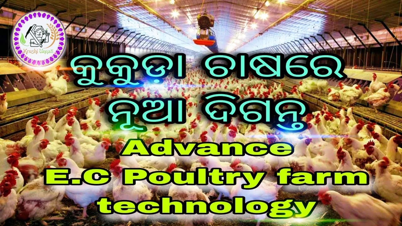 ADVANCE E.C POULTRY FARMING TECHNOLOGY 2024|କୁକୁଡ଼ା ଚାଷରେ ନୂଆ ଦିଗନ୍ତ ...