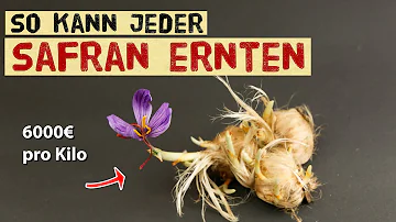 Wo bekommt man Safran Pflanzen?