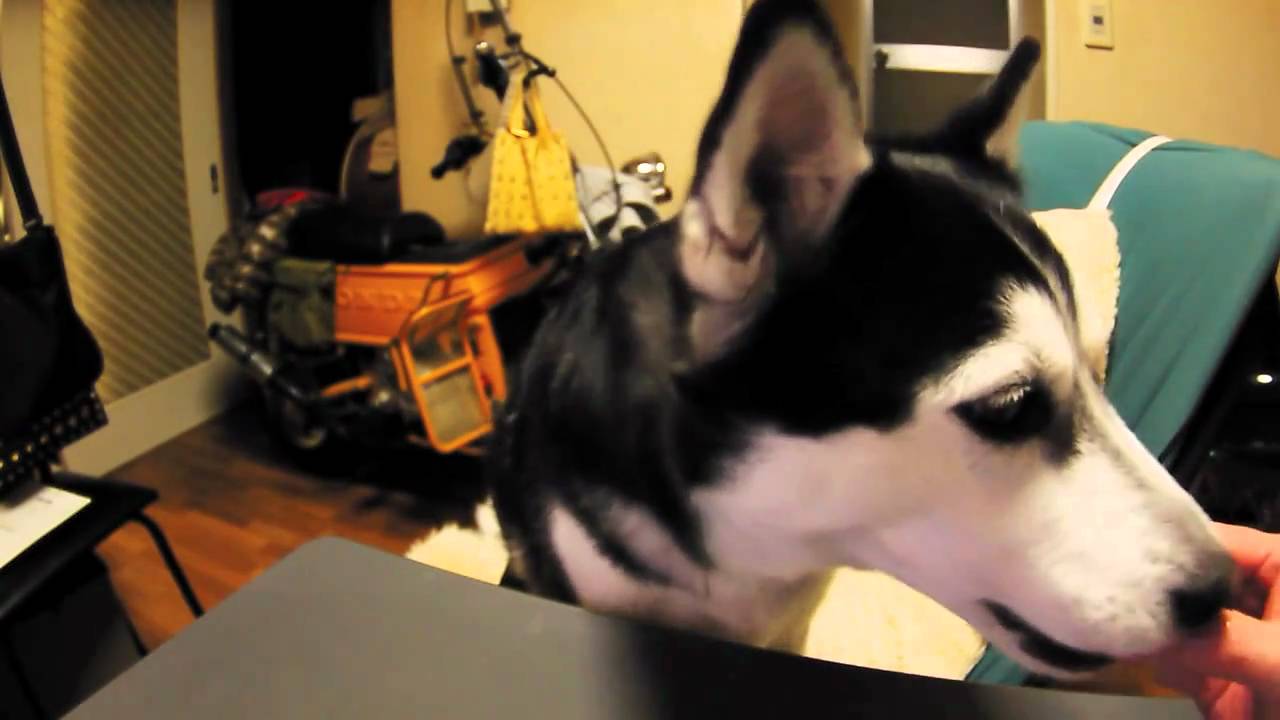 Husky dog - YouTube