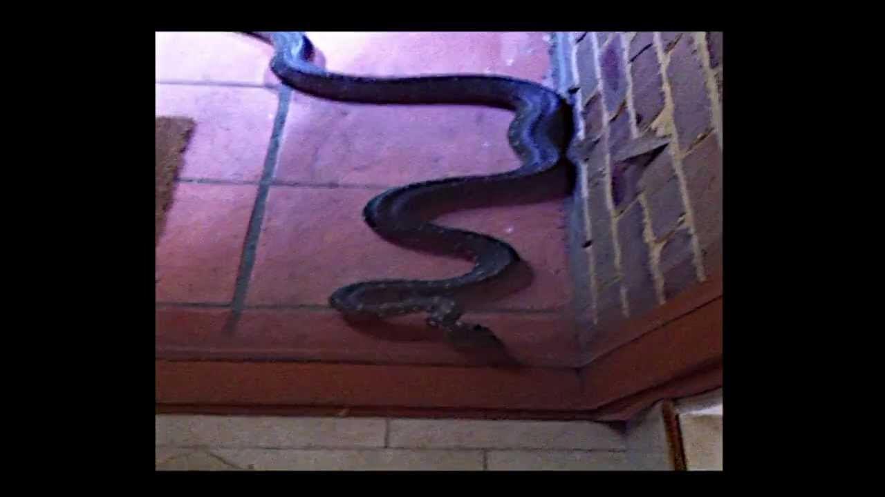 Python trying to get into our house! - YouTube