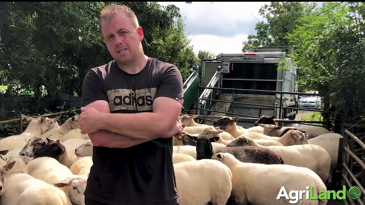 Dipping sheep in Co. Carlow with a mobile dipping truck - YouTube