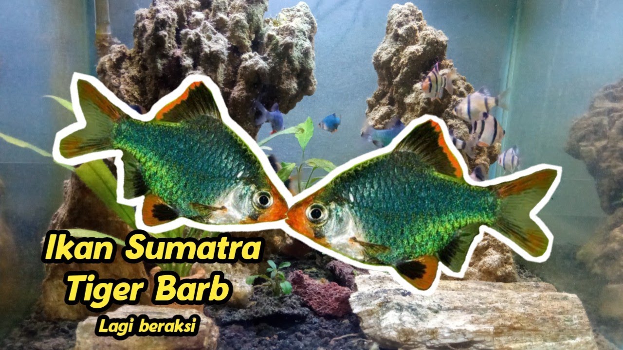 Moment Langka Lihat Ikan Sumatera Tiger Barb kaw!n Paling Romantis ...