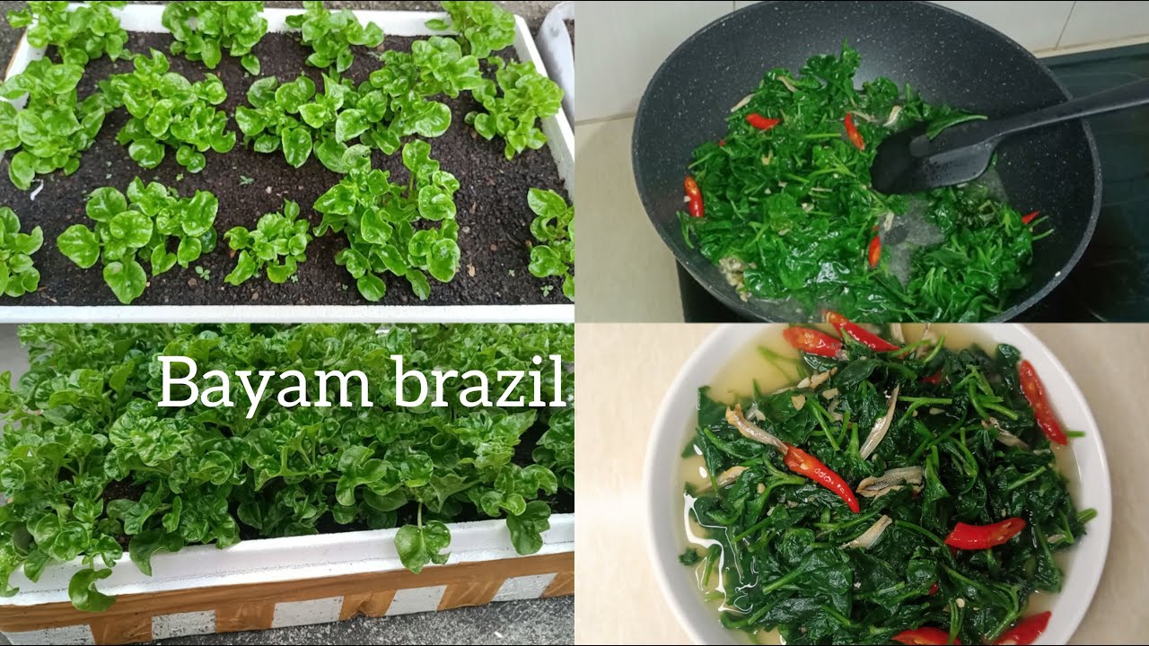 CARA MUDAH TANAM BAYAM BRAZIL DAN MEMASAK BAYAM BRAZIL - YouTube
