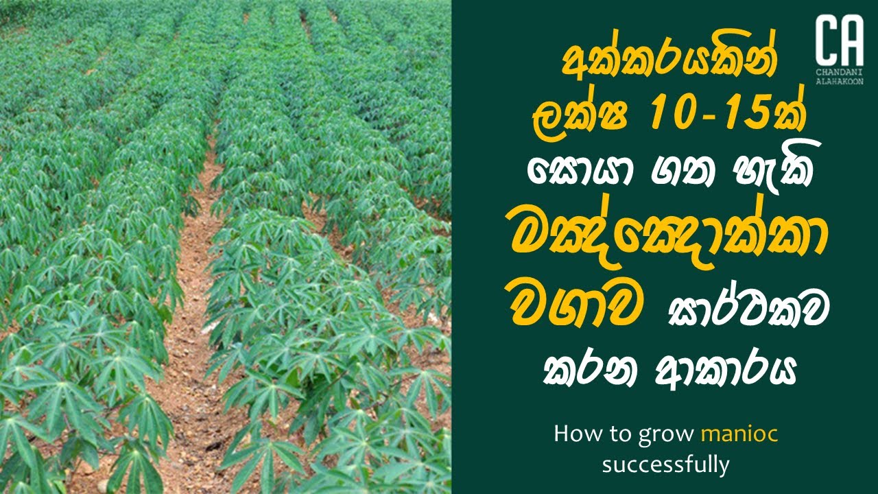 මඤ්ඤොක්කා වගාව සාර්ථකව කරන ආකාරය | How to grow manioc successfully ...