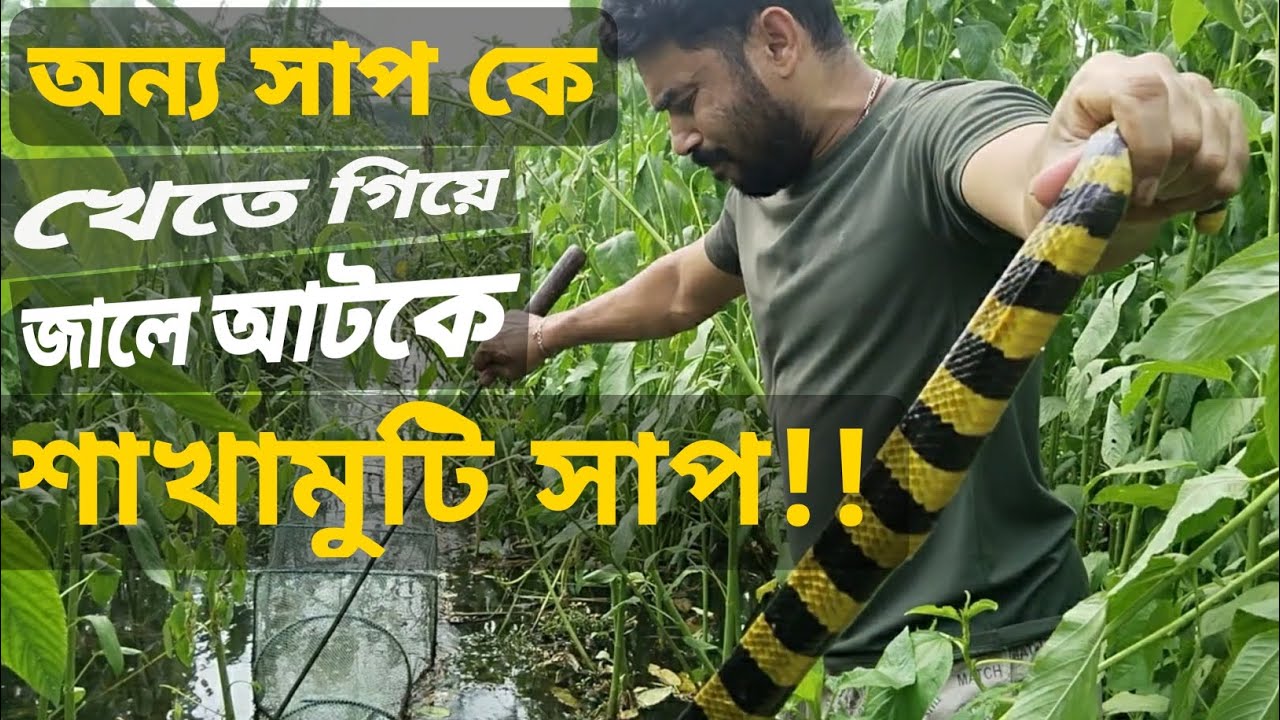 অন্য সাপ কে খেতে গিয়ে বিপদে পড়ল শাখামুটি সাপ ৷ Sakhamuti Saap ৷Banded ...