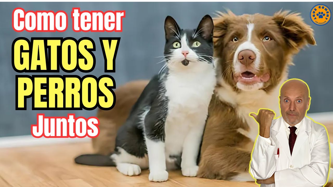 Perros Y Gatos Juntos Adorables Perros Y Gatos Juntos Bajo Una Manta