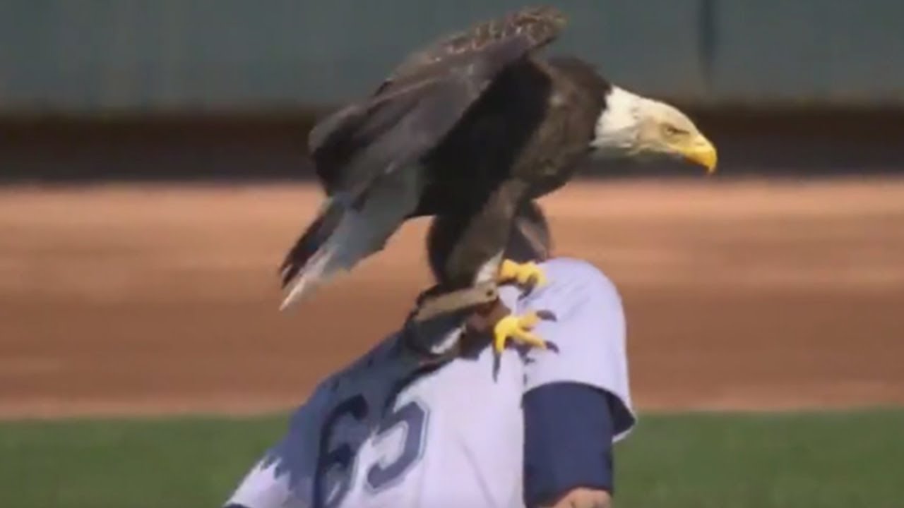 Bald Eagle Attacks Seattle Mariners Player During National Anthem - YouTube