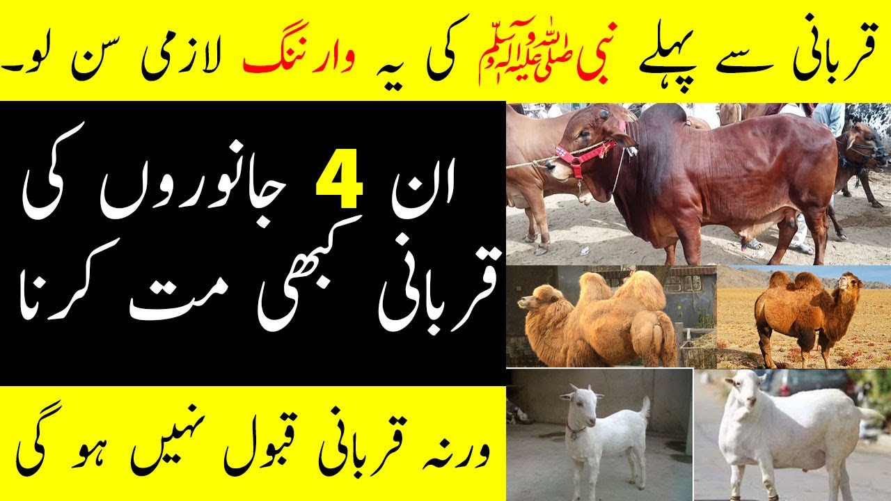 Qurbani 2020 Special Animals | Qurbani ka Janwar | Bakra Mandi Pakistan ...