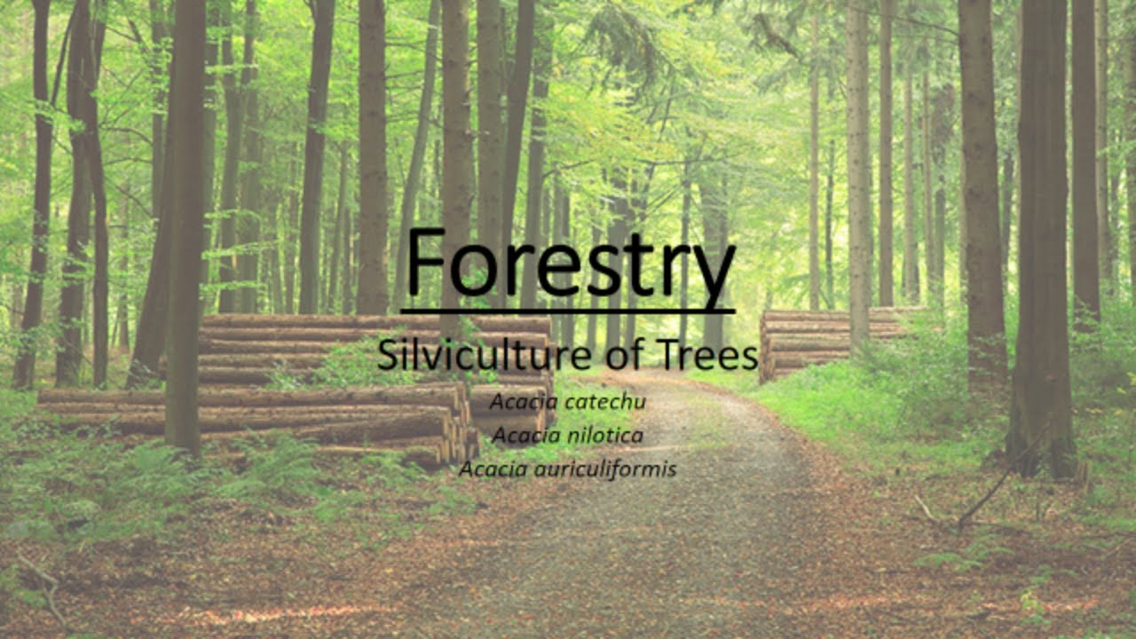 Silviculture of trees - Indian Forestry (Lecture-1) - YouTube