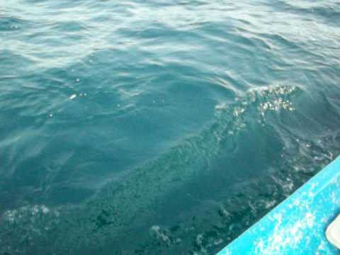 Dorado goes deep - YouTube
