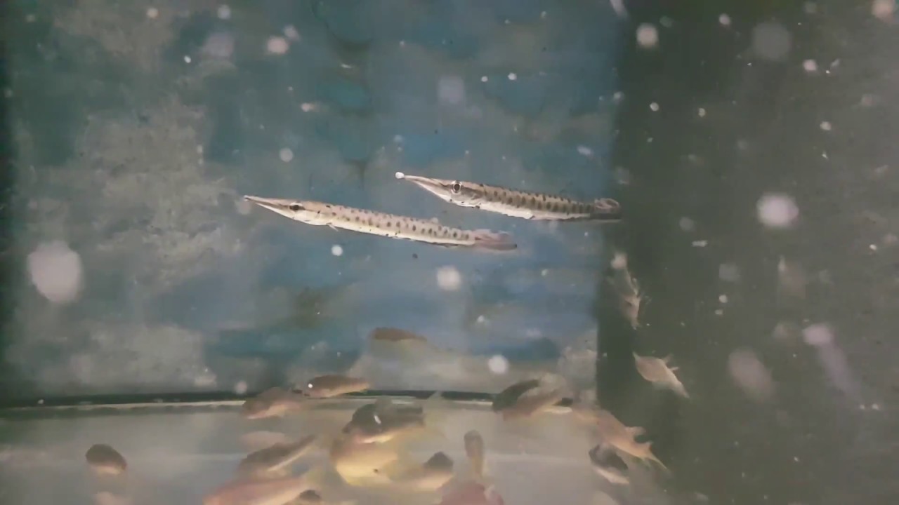 Boulengerella maculata 10-12 cm - Characin pic (réf 8127) - YouTube