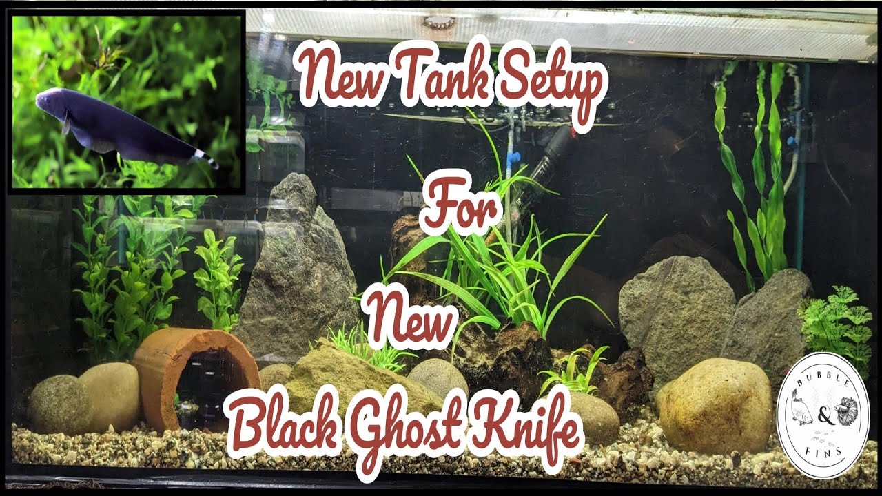 New Tank For New Black Ghost Knife Fish - YouTube