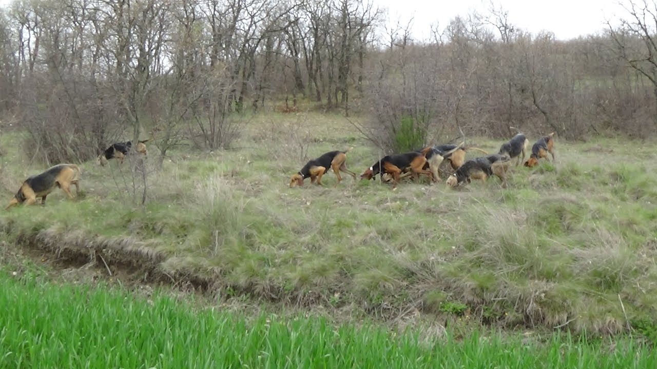 29 . 4 . 2021 segugio italiano sofiko evros - YouTube