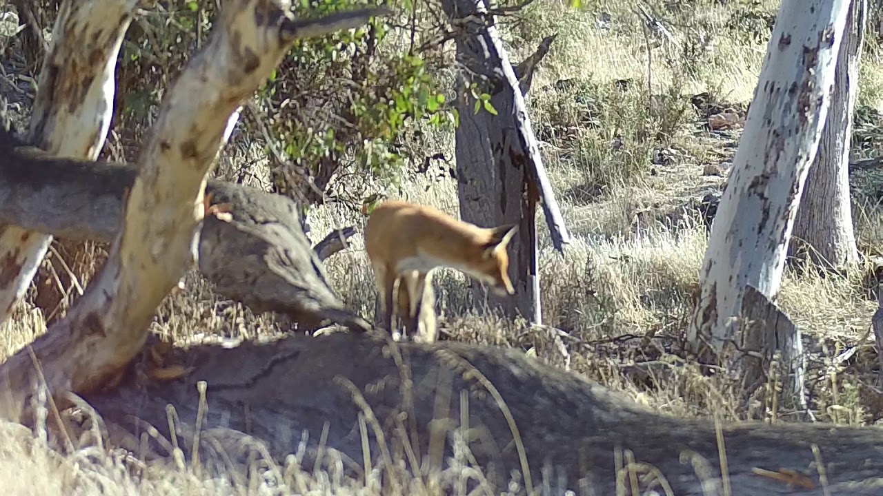 Fox Whistling April 2020 - YouTube