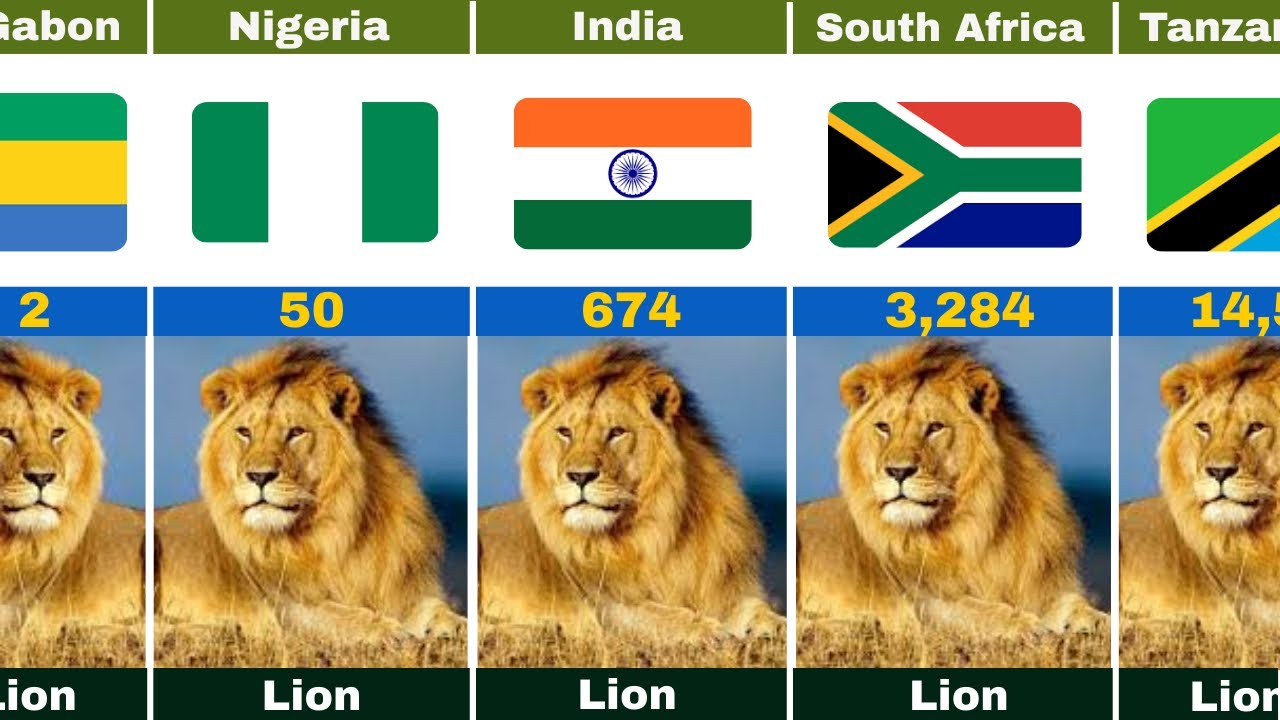 Lion Population By Country #lion #animalfacts #wilddatatv #wildlife ...