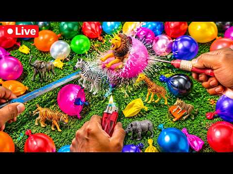 🔴🟡🔵 Live Colour Balloon Challenge | Only 1% Win!