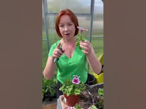 Шар из петунии - YouTube