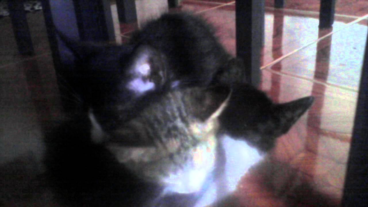 Three kittens sleeping like the Croods - YouTube