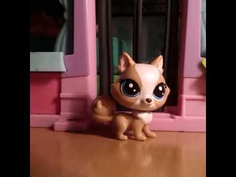 Мои пэты♥ ♡ ♥ - YouTube