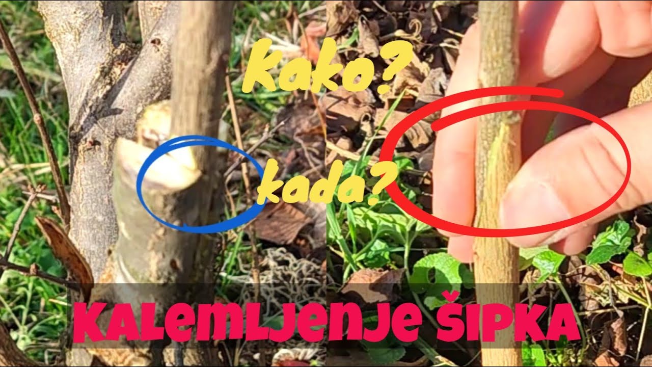 Kako možete kalemiti šipak (nar) na dva načina - YouTube