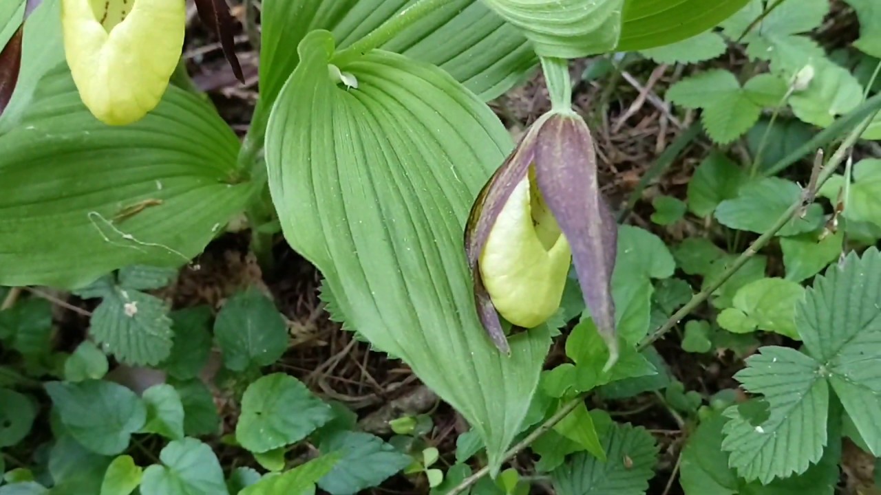 Rostliny vstavačovité - lesní - YouTube