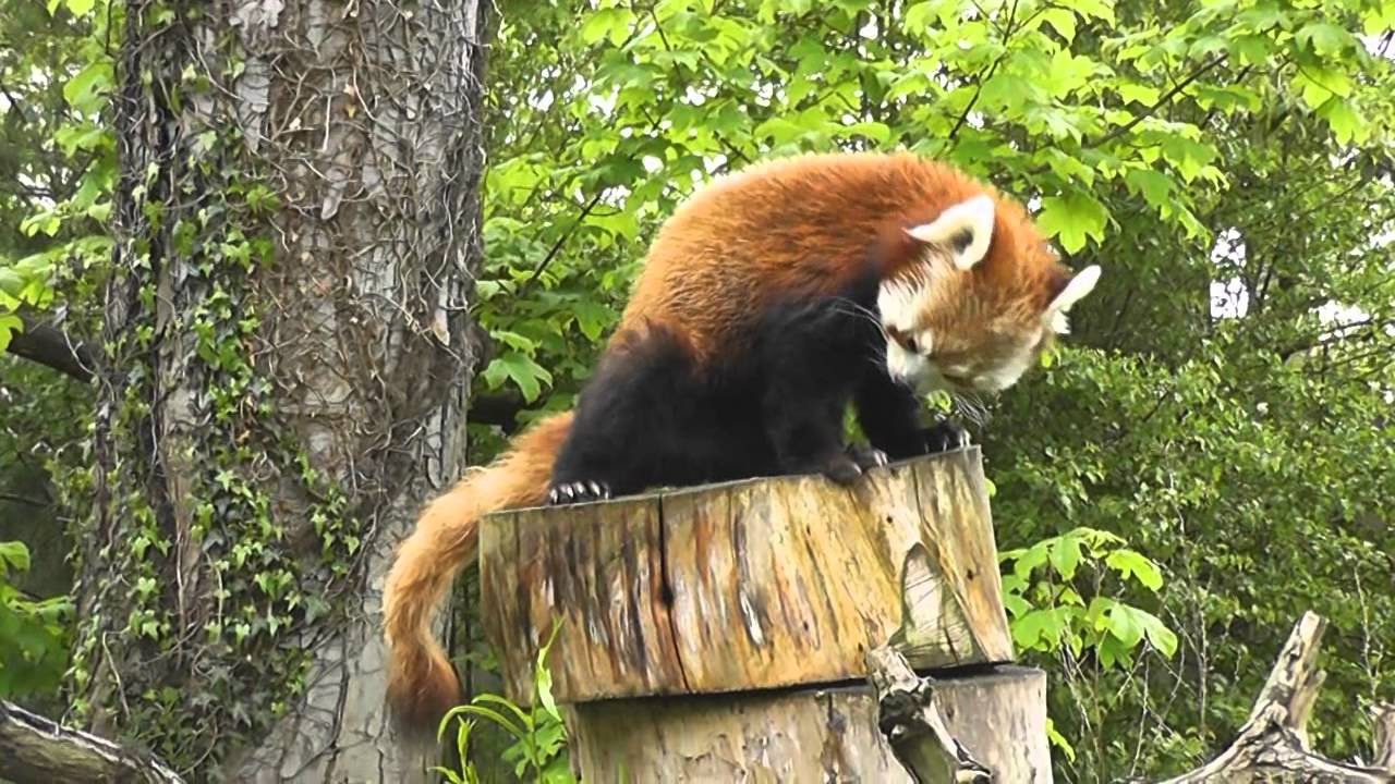 Red Panda Goes To The Toilet! - YouTube