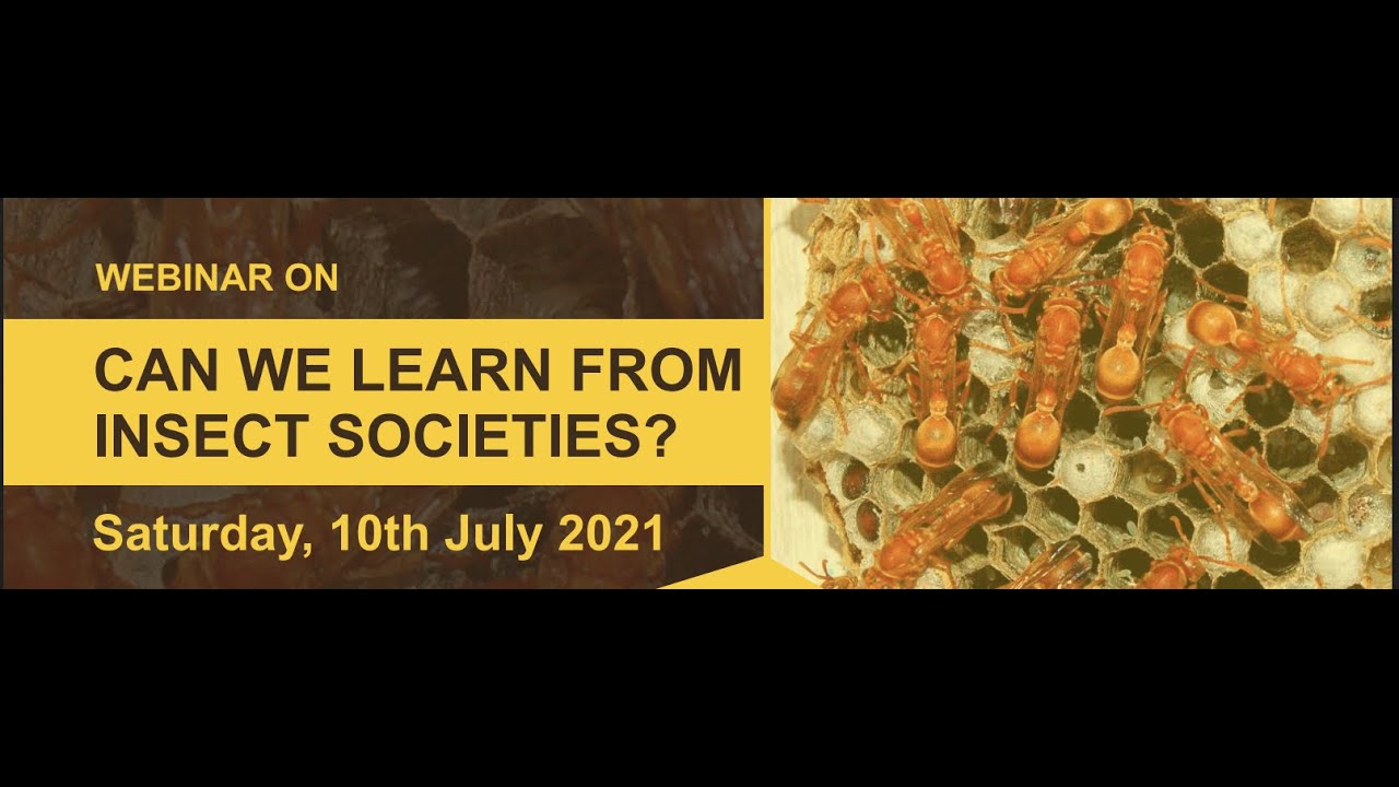 Can We Learn from Insect Societies? | Prof. Raghevendra Gadagkar - YouTube