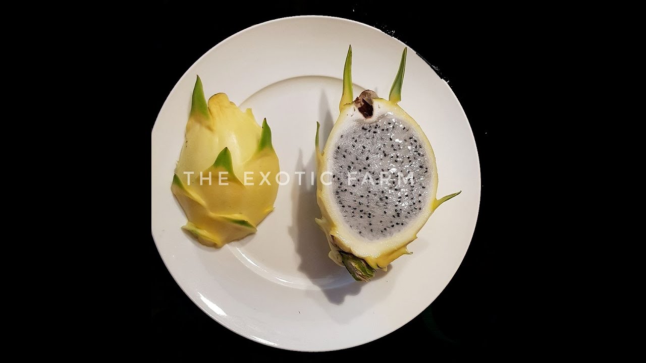 The Exotic Farm - Coltivazione della Pitaya in Italia ( dragon fruit ...