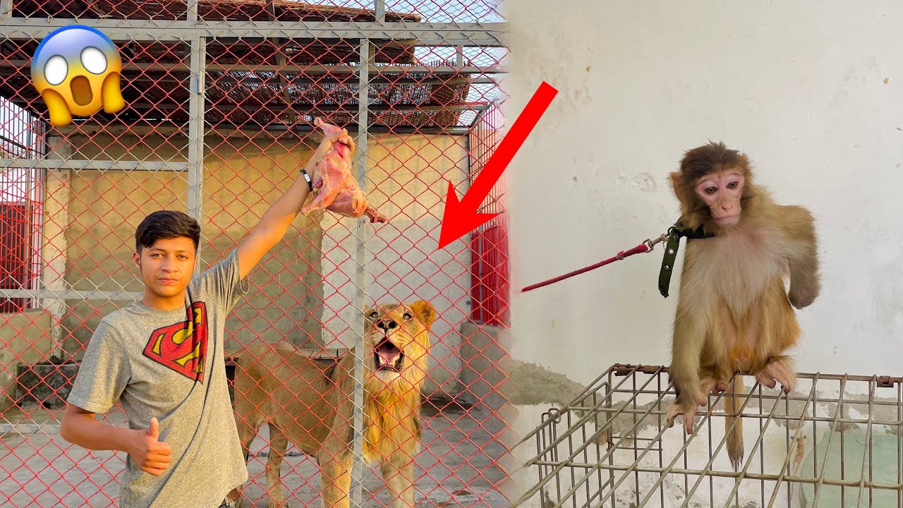 New Monkey Le Aye | Mufasa Ka New Cage Ready Hogya |Monkey Ne Attack ...