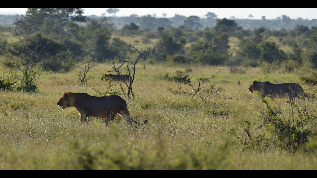 20 Lions, South Satara - YouTube