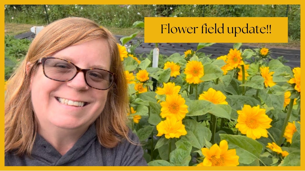 Late June Flower Field Update and tour. Come see what’s blooming! | PNW ...