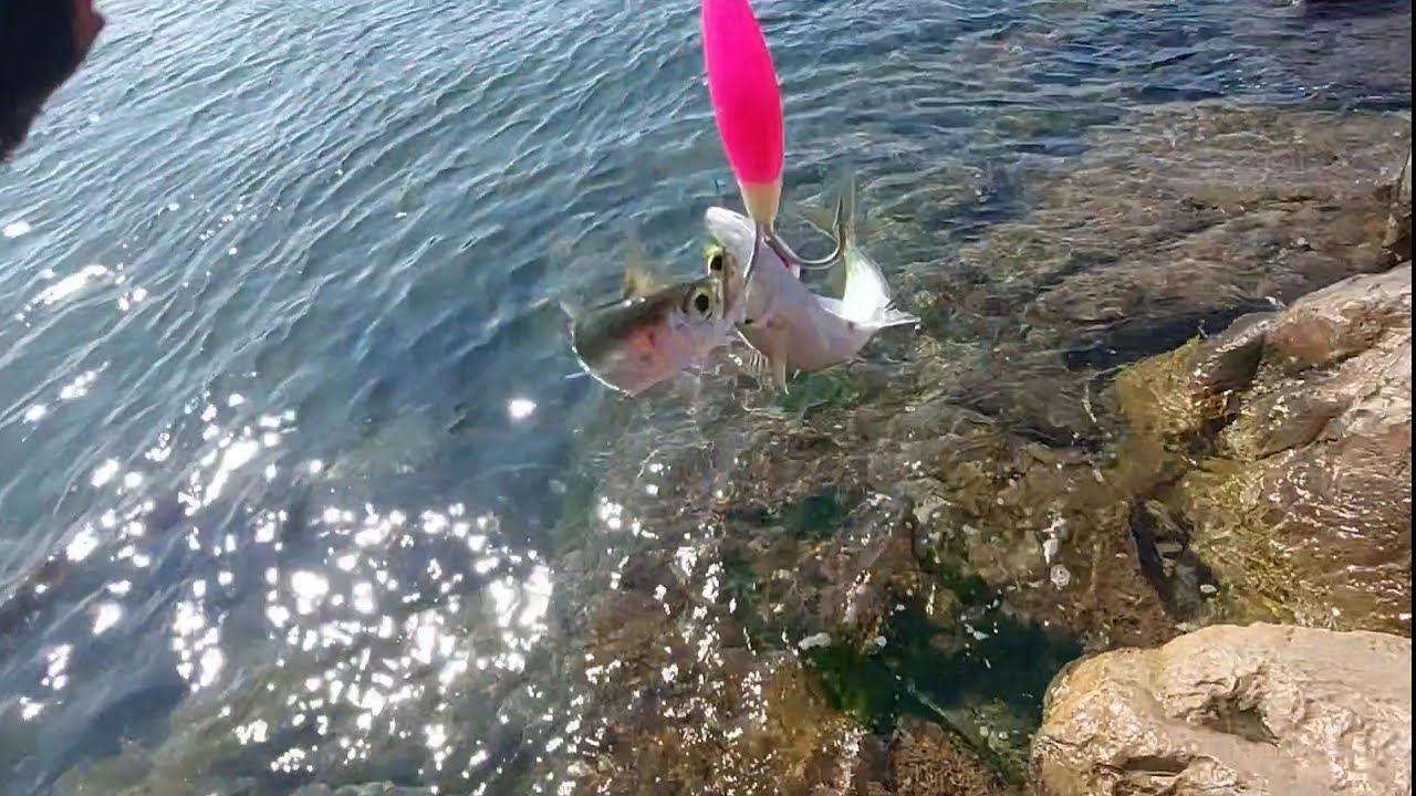 How to catch bigeye Scad mackerel// Matambaka//Al Zorah Ajman - YouTube