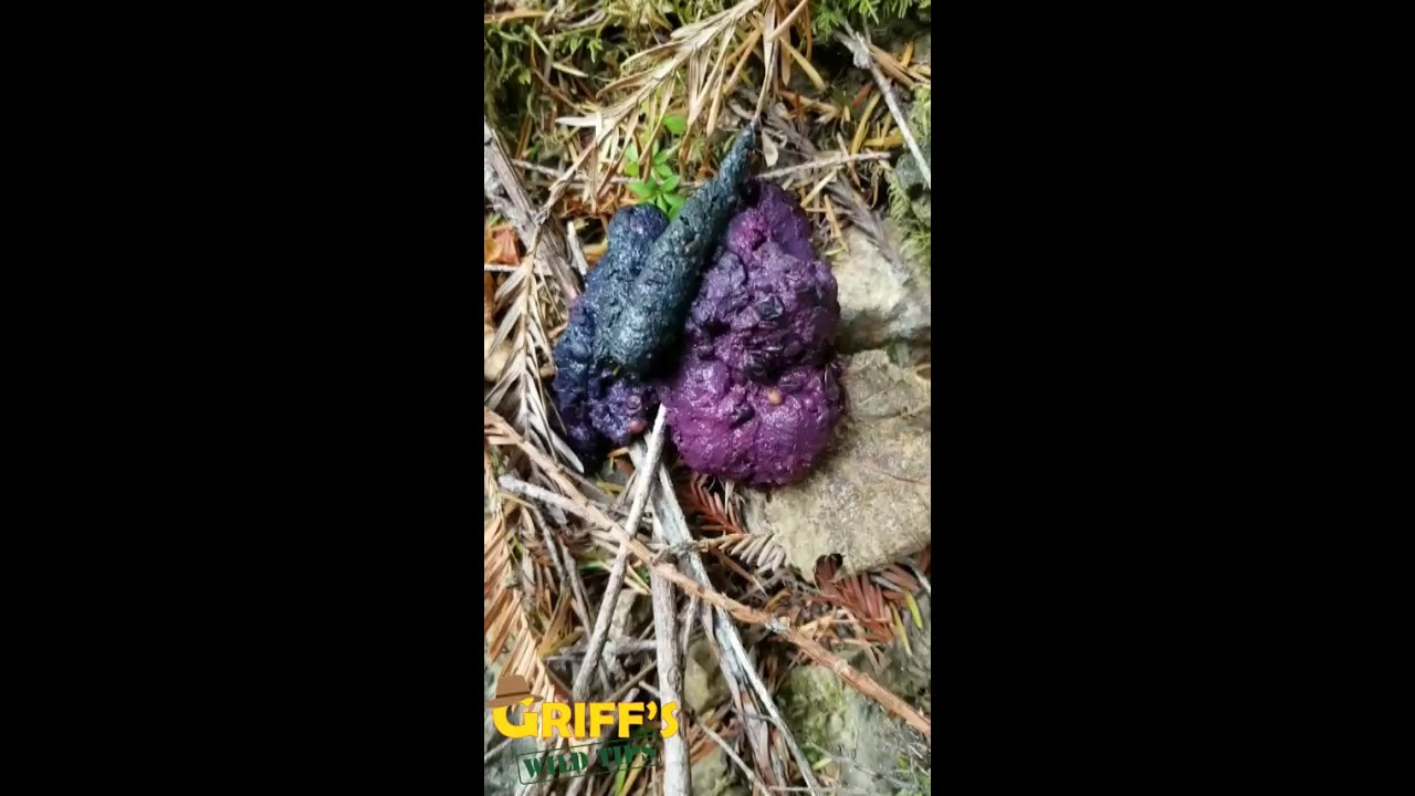 Wildlife Poop Reveals Intel on the Pooper - YouTube