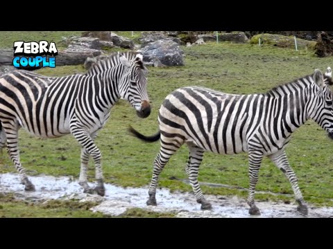Zebra Couple Looking For The Rest Family