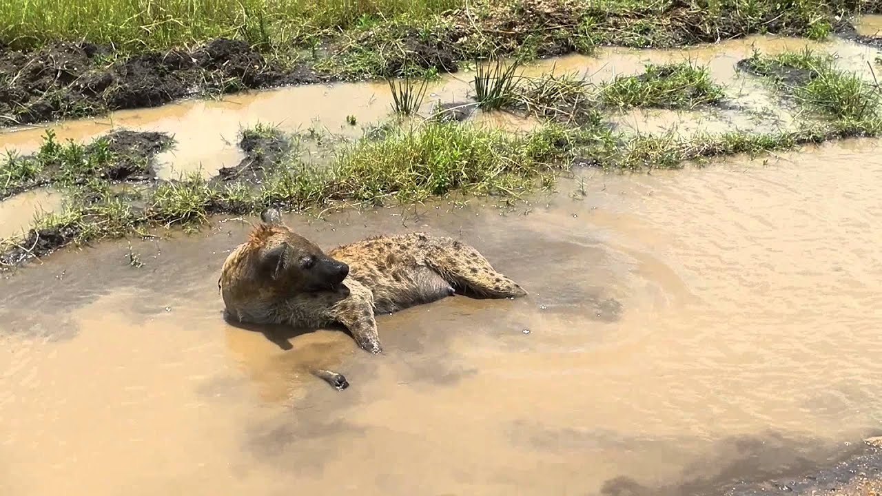 Hyena Bathing in Serengeti DSCN1731 - YouTube