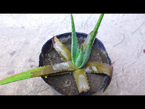 What To Do With A Dead Aloe Vera Plant