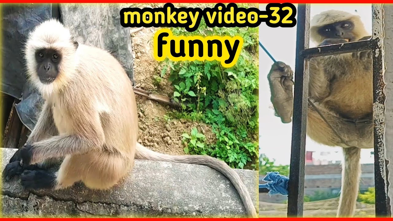 Monkey funny video | funny monkey moments 🤣🤣 - YouTube