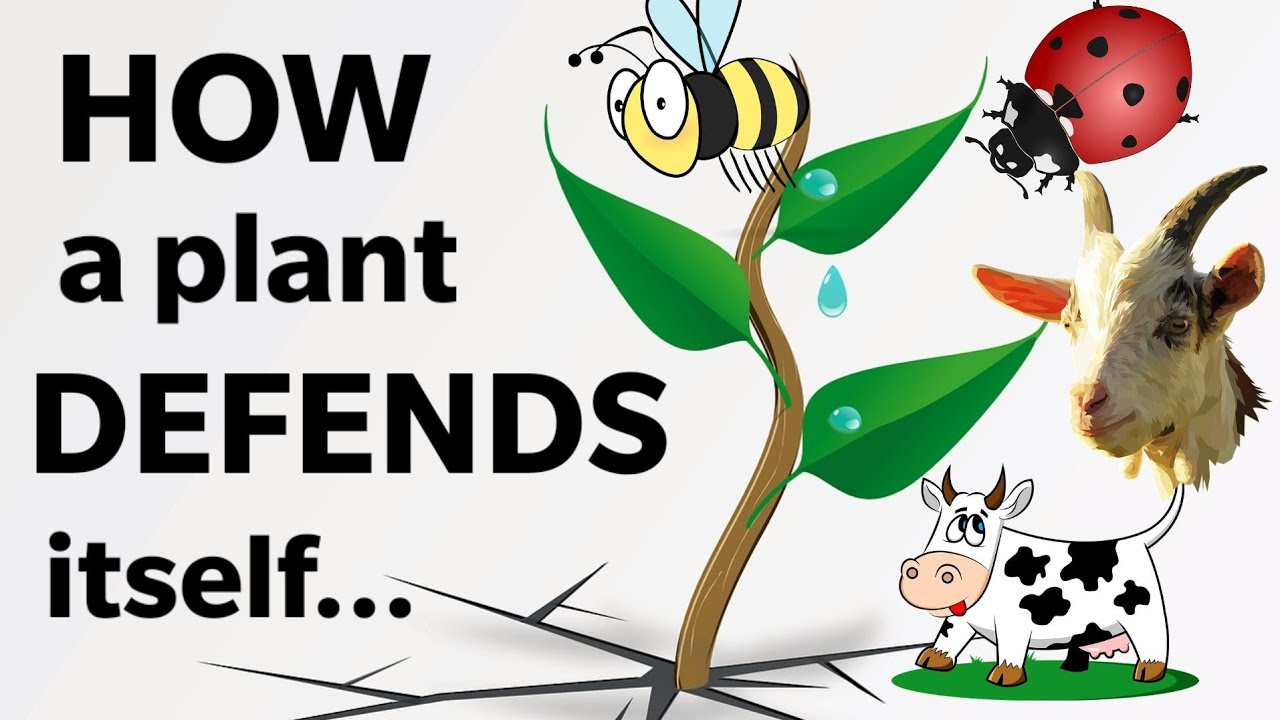 How a plant defends itself from threats | Amazing technology of plants ...