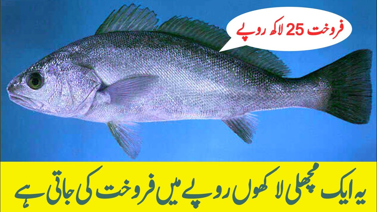 Fish Name In Urdu Part 1 Informative Video fish-name-in-urdu-part-1-informative-video