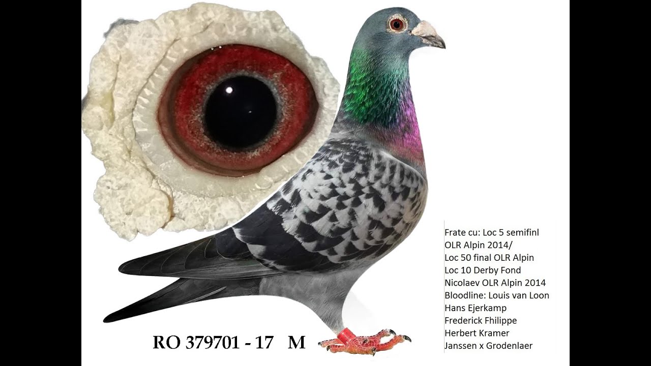 Jan Aarden race sport pigeon performance long distance - RO 379701- 17 ...