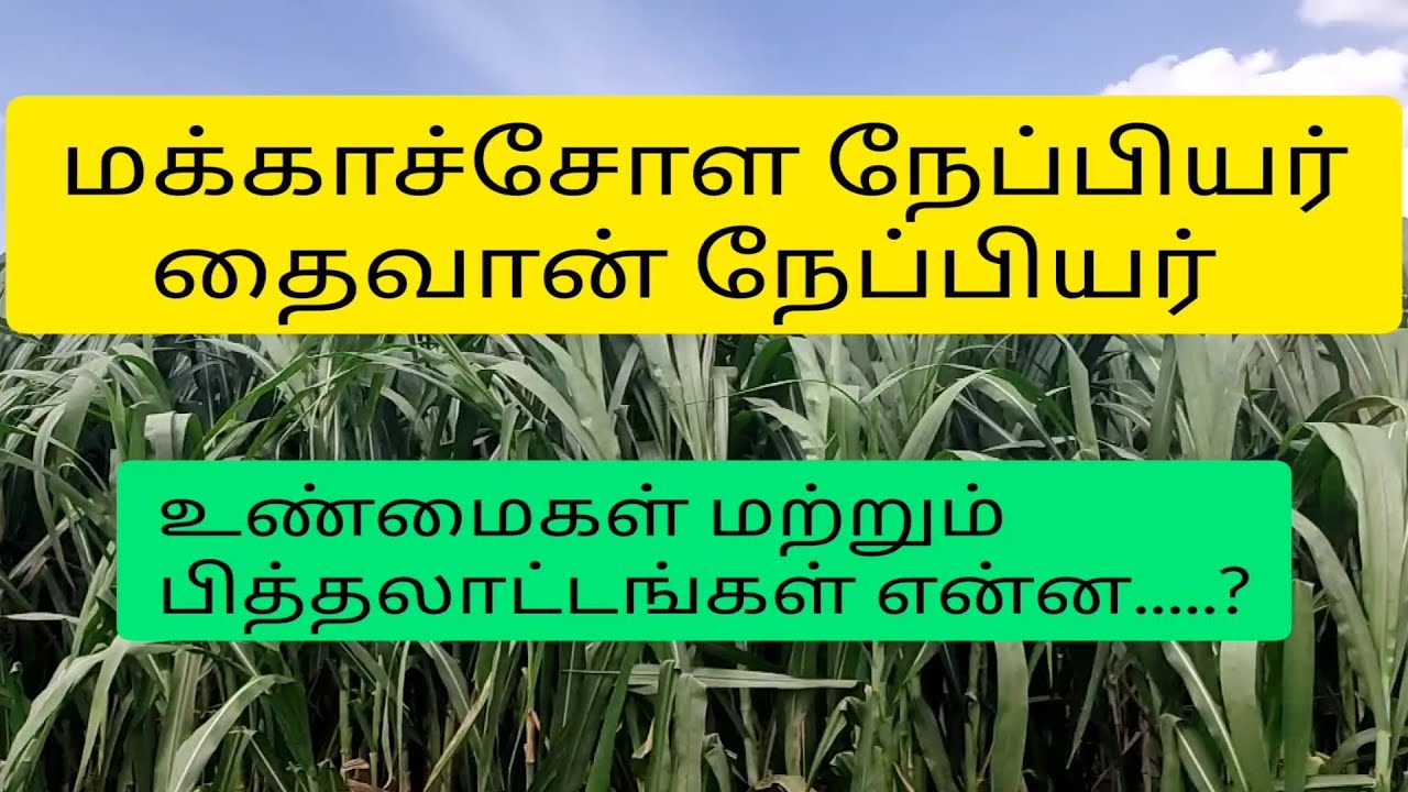 Maize Napier மக்காச்சோள நேப்பியர் and Taiwan Napier உண்மைகள் - YouTube