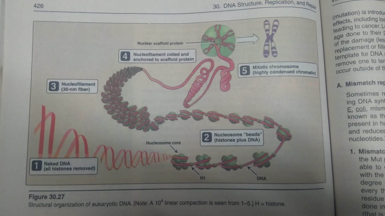 DNA organisation and clinicals related to DNA Replication in Eukaryotes ...