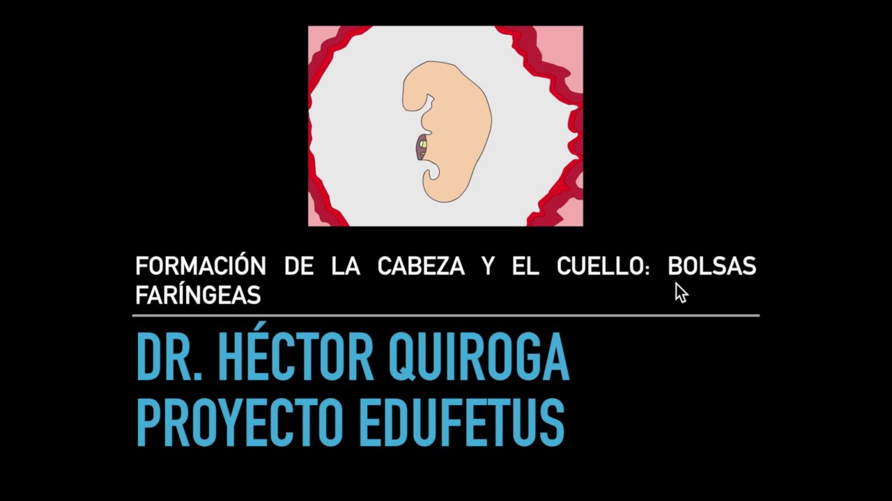 Embriología: Formación de las bolsas y hendiduras faringeas - YouTube
