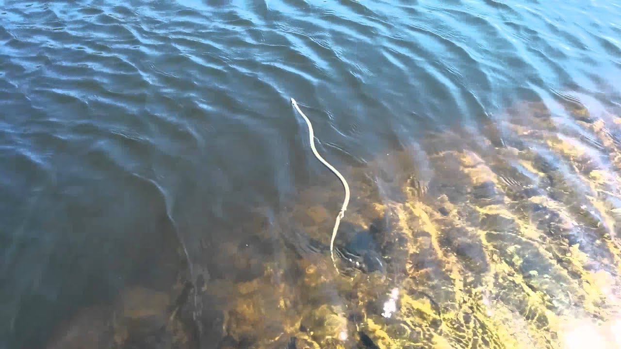 Svømmende buorm i Østmarka - YouTube