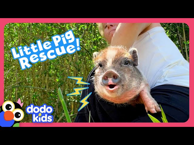 Why Is This Sweet Pig Hiding In The Woods? | Dodo Kids | Rescued ...