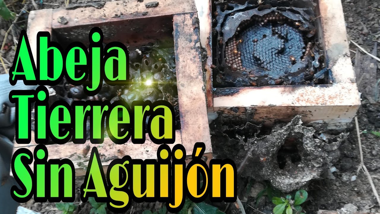 Colmena de Abeja sin aguijon (Partamona Sp) - YouTube