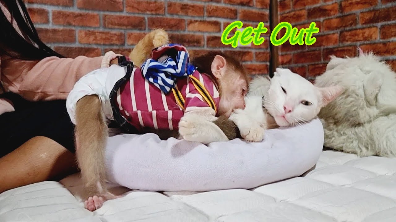 BeeBoy Deeply Angry with Cat Sleep in His Bed H@rt Him Badly to Kick ...