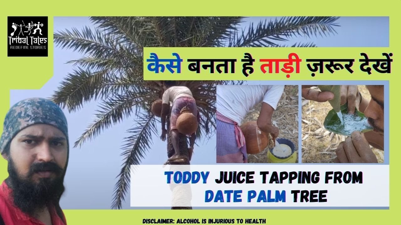Toddy Juice of date palm tree| कैसे बनता है ताड़ी जरूर देखें| Palm wine ...